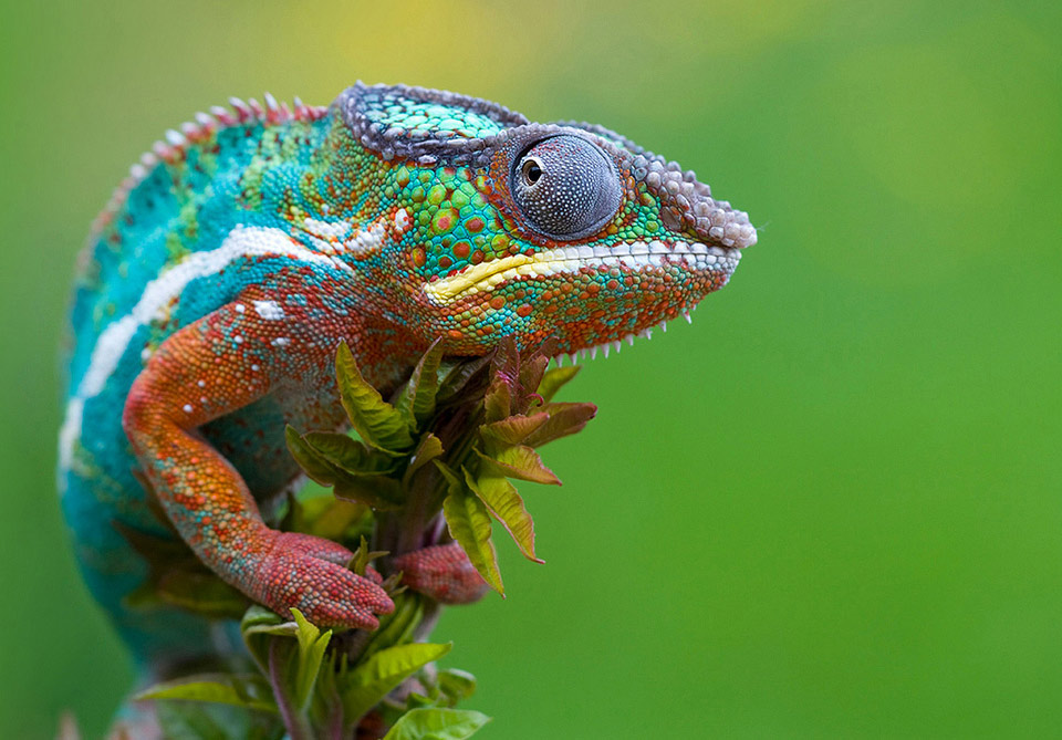 Chameleon Changing Color Gif