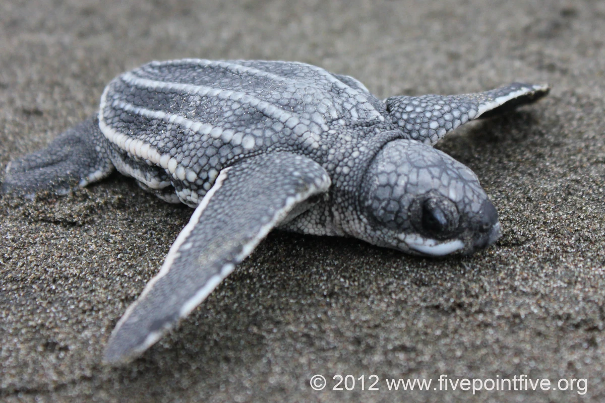 Leatherback Turtle - SS | Ectotherms Wiki | Fandom