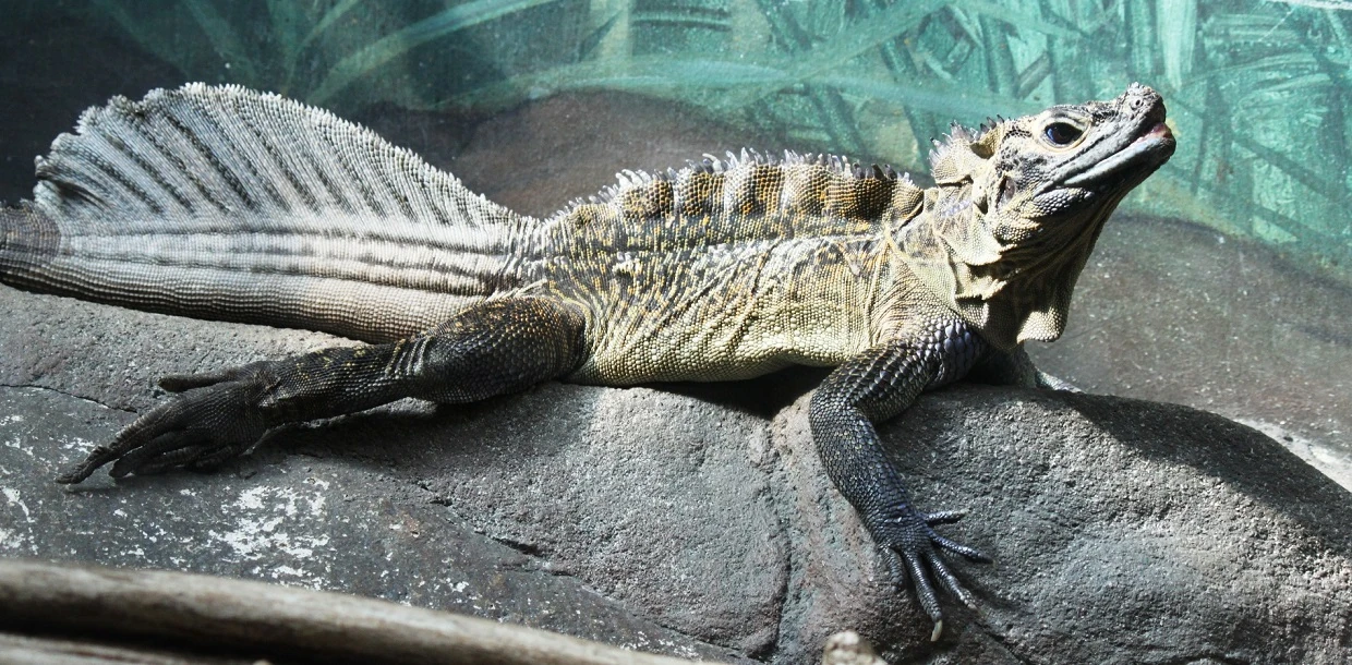 Indonesian Sailfin Dragon (Hydrosaurus) | Fandom