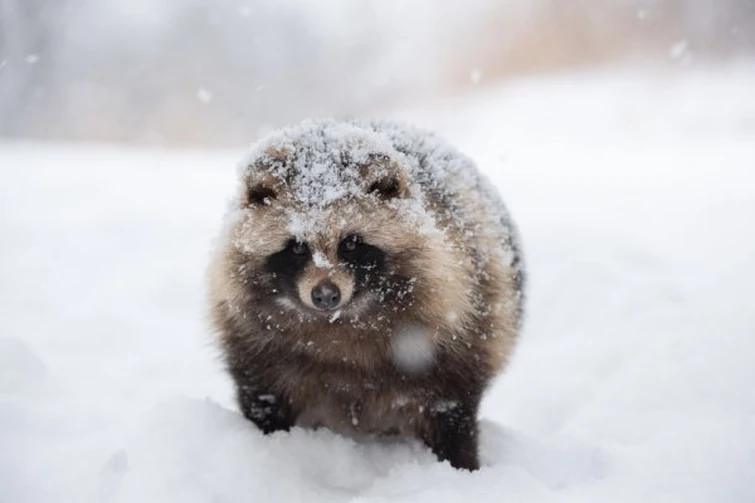 Do you know both Saki and Haruka are called "Tanuki" (raccoon dog ...