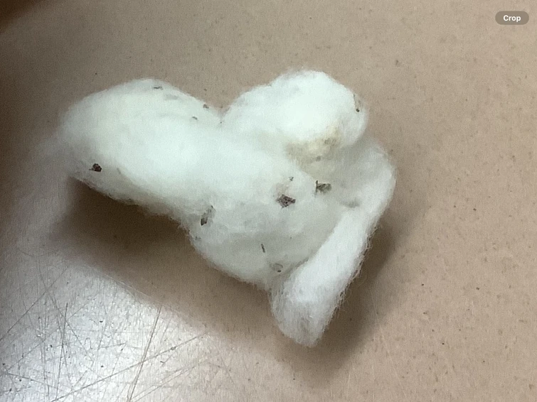 Irl cotton 😎 | Fandom