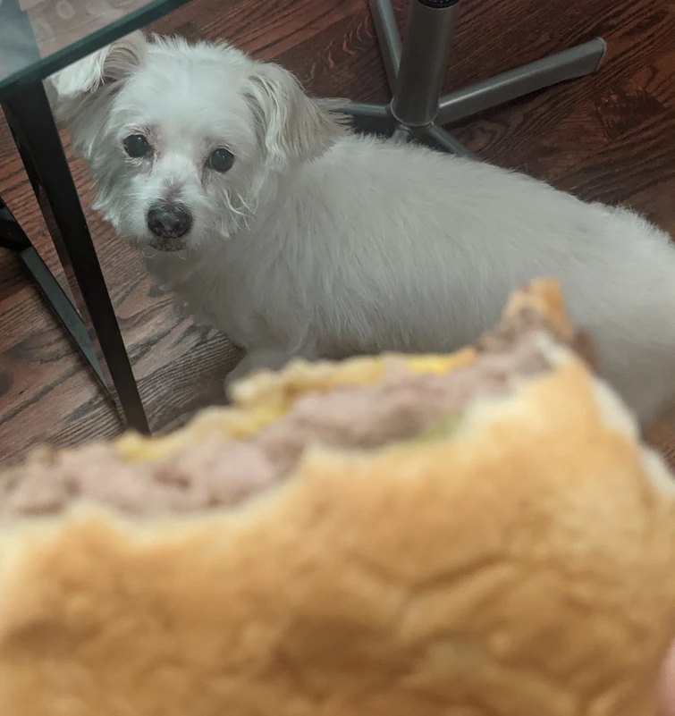 funny pictures of dog | Fandom