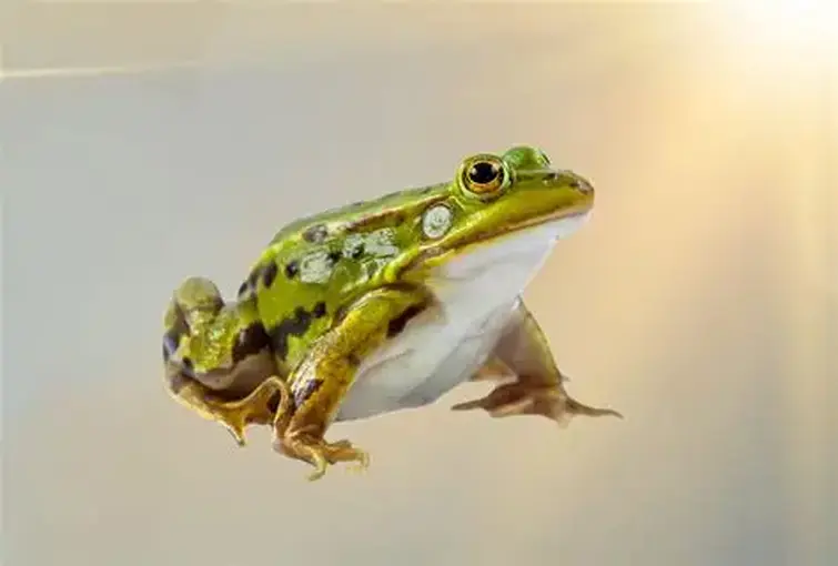 Daily Frog And Chat #173 | Fandom