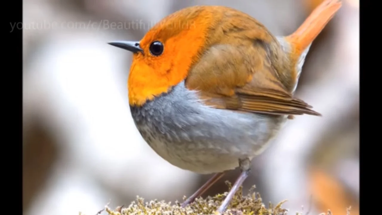 Birb | Fandom