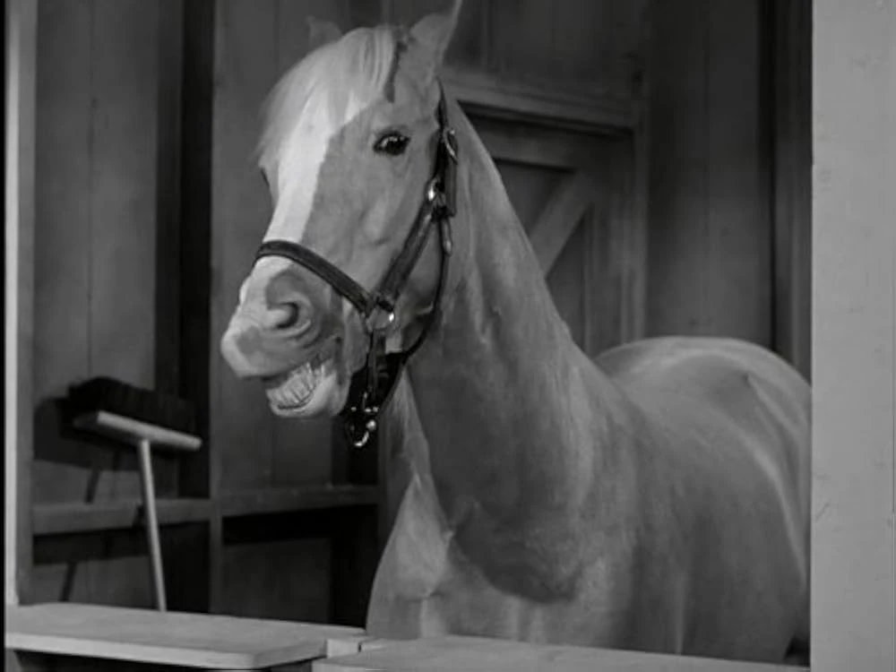 Mister Ed | Ed Wiki | Fandom
