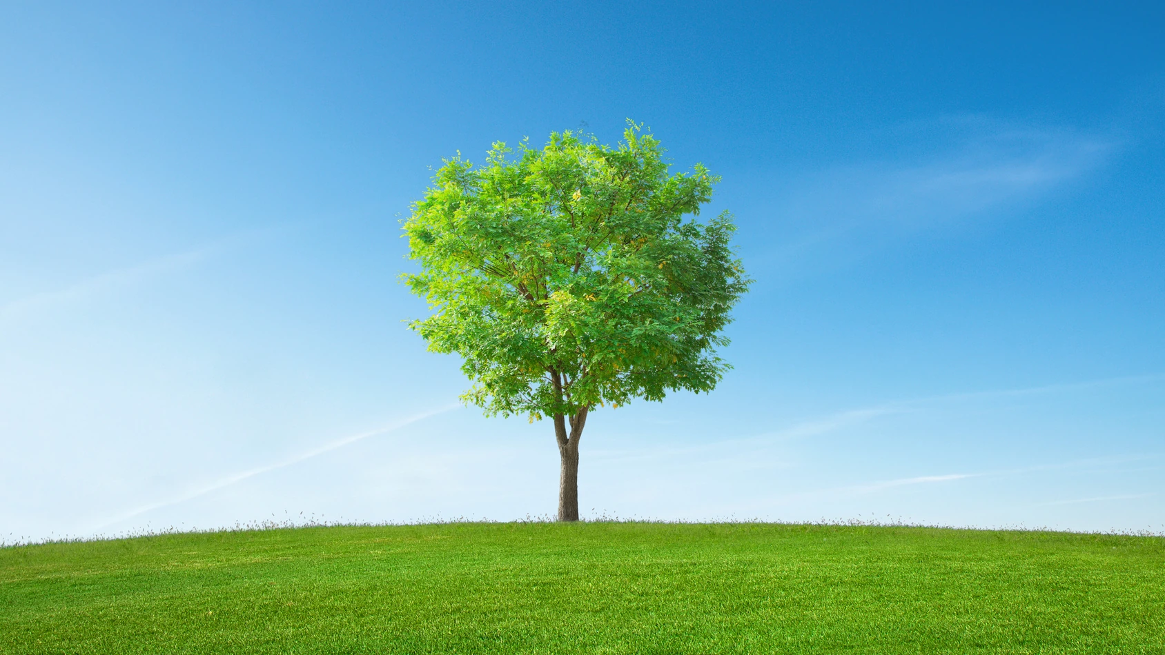 Heres a high quality image of the tree in FNaF.exe | Fandom