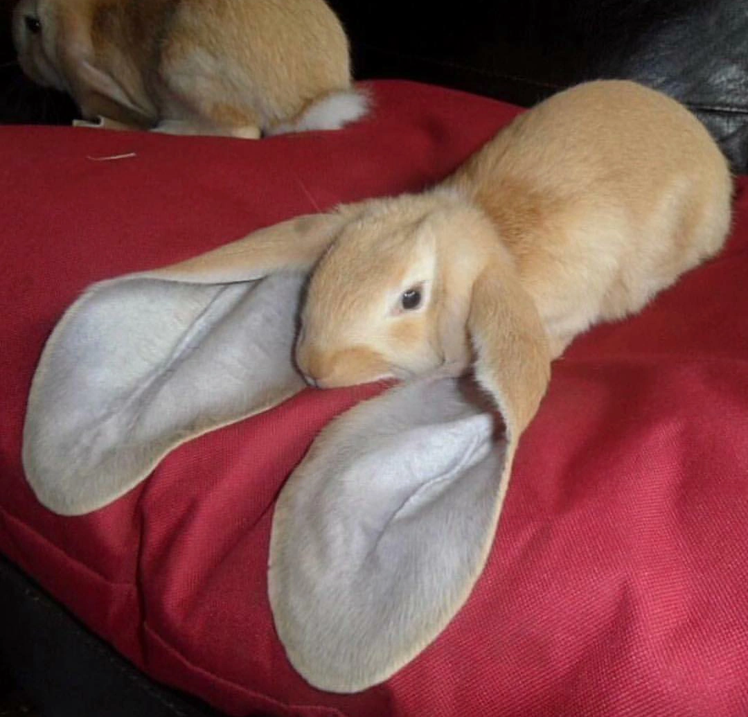realistic Cream the Rabbit! | Fandom