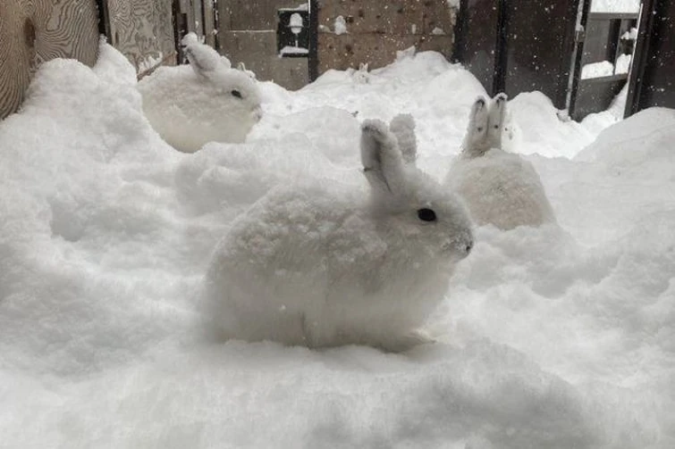 A pet rabbit named Daifuku appears in Wonderful Precure. So let me ...