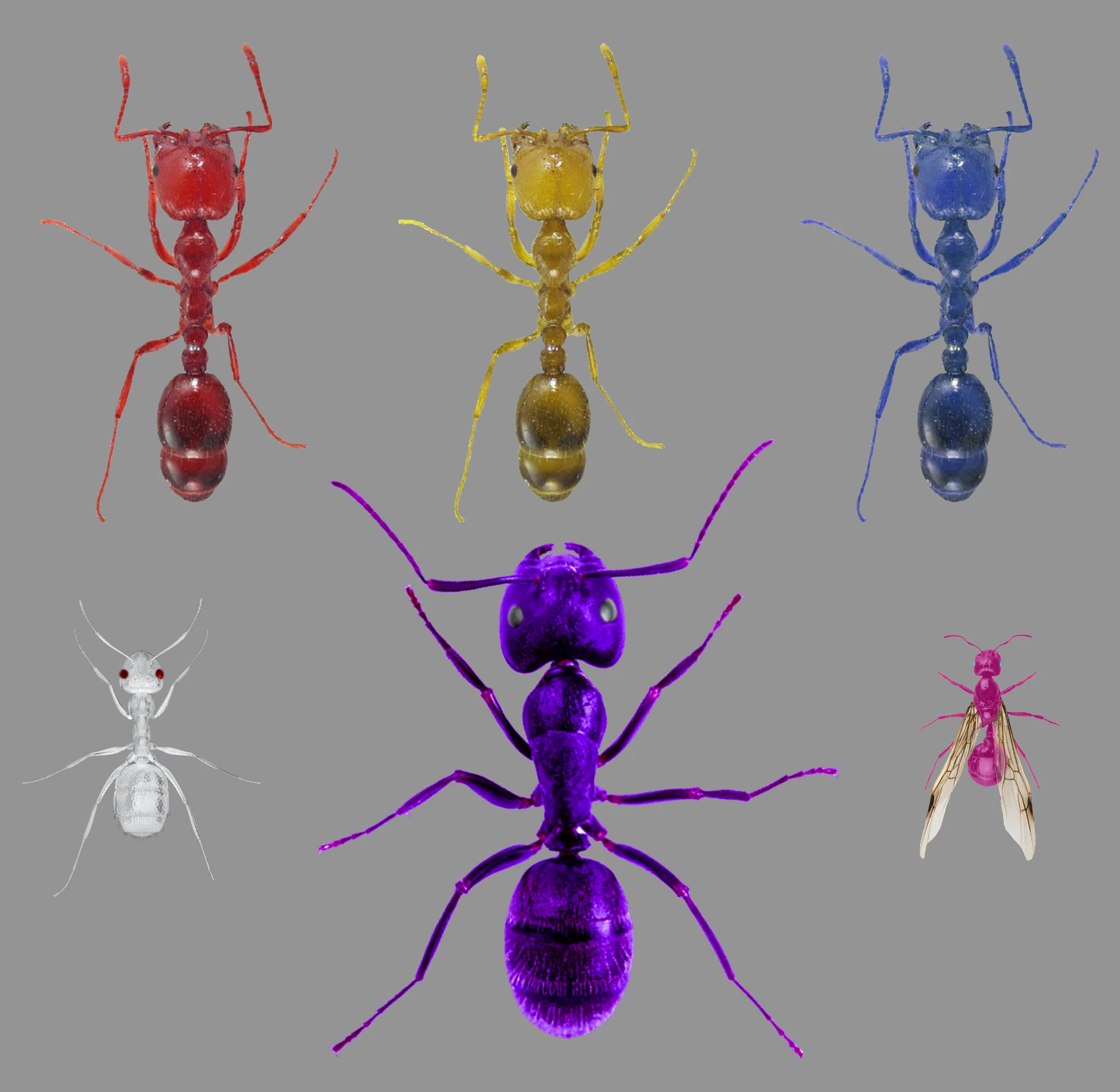 Pikmin as ants | Fandom