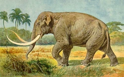 Mammuthus Imperator | Eden no Ori Wiki | Fandom