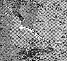 Ichthyornis | Eden no Ori Wiki | Fandom