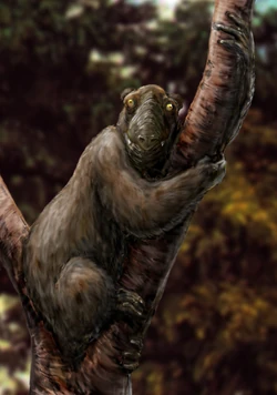 Megaladapis Edwardsi | Eden no Ori Wiki | Fandom