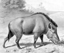 Entelodon | Eden no Ori Wiki | Fandom