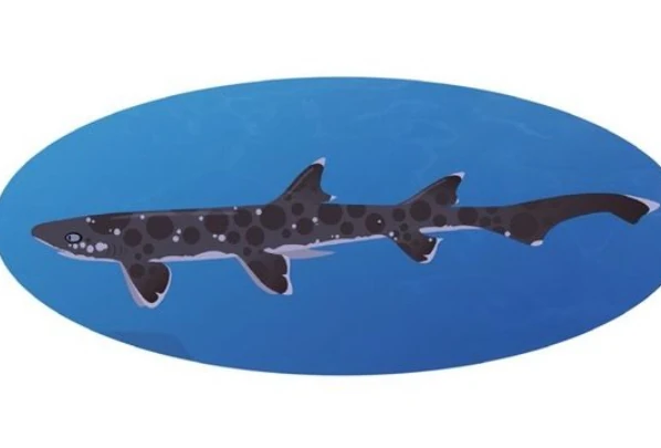 Unseen animal | Fandom