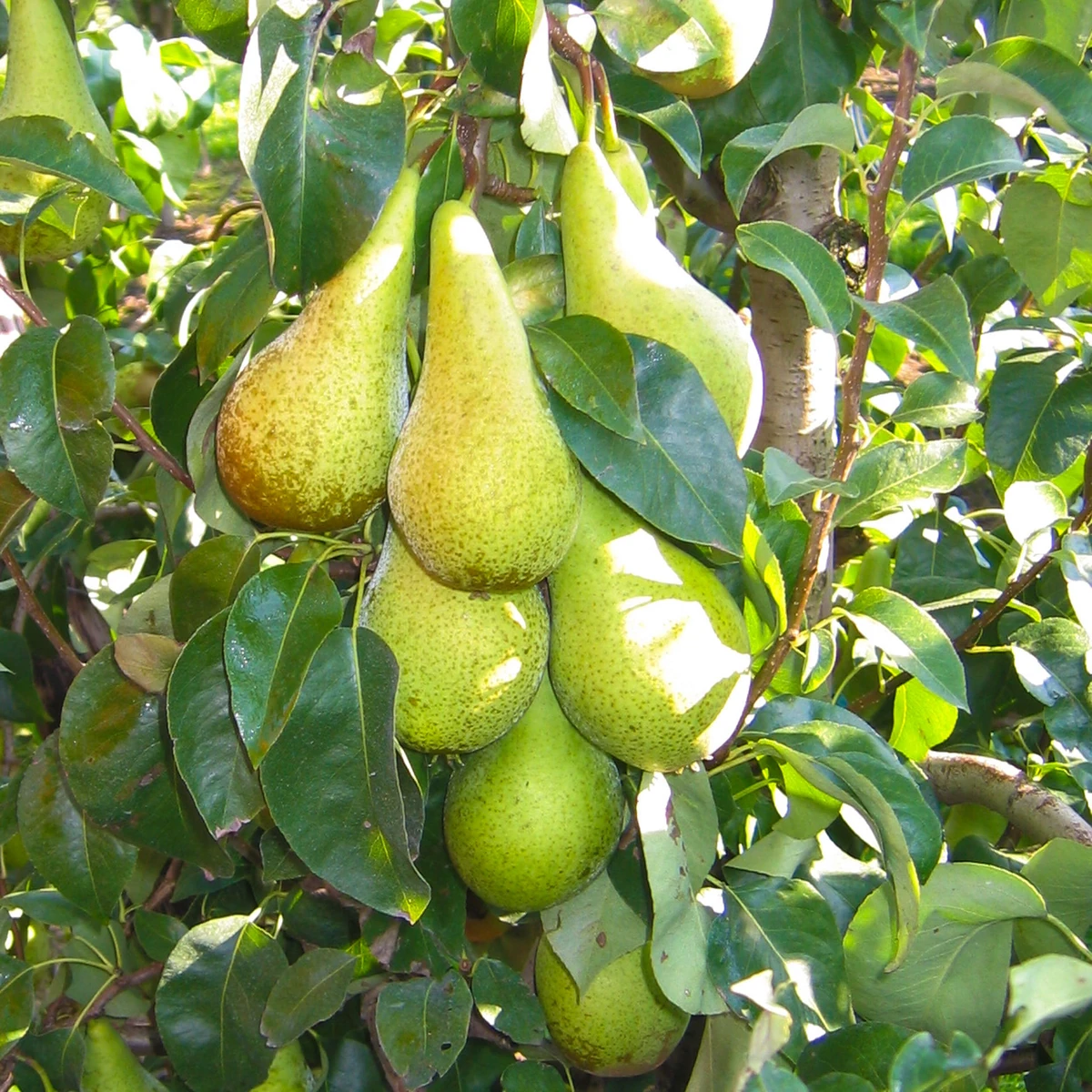 Αχλαδιά | Edible Plants Wiki | Fandom