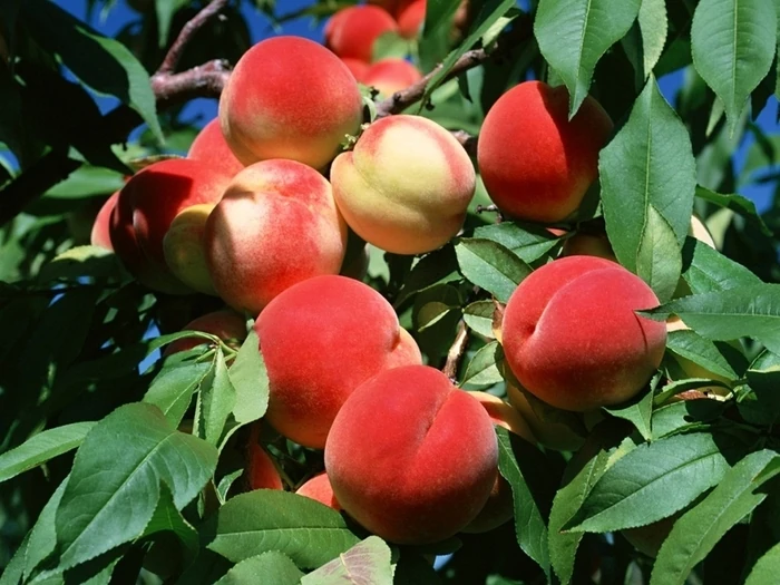 Ροδακινιά | Edible Plants Wiki | Fandom