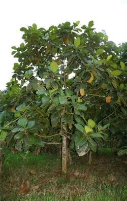 Μαράνγκ | Edible Plants Wiki | Fandom