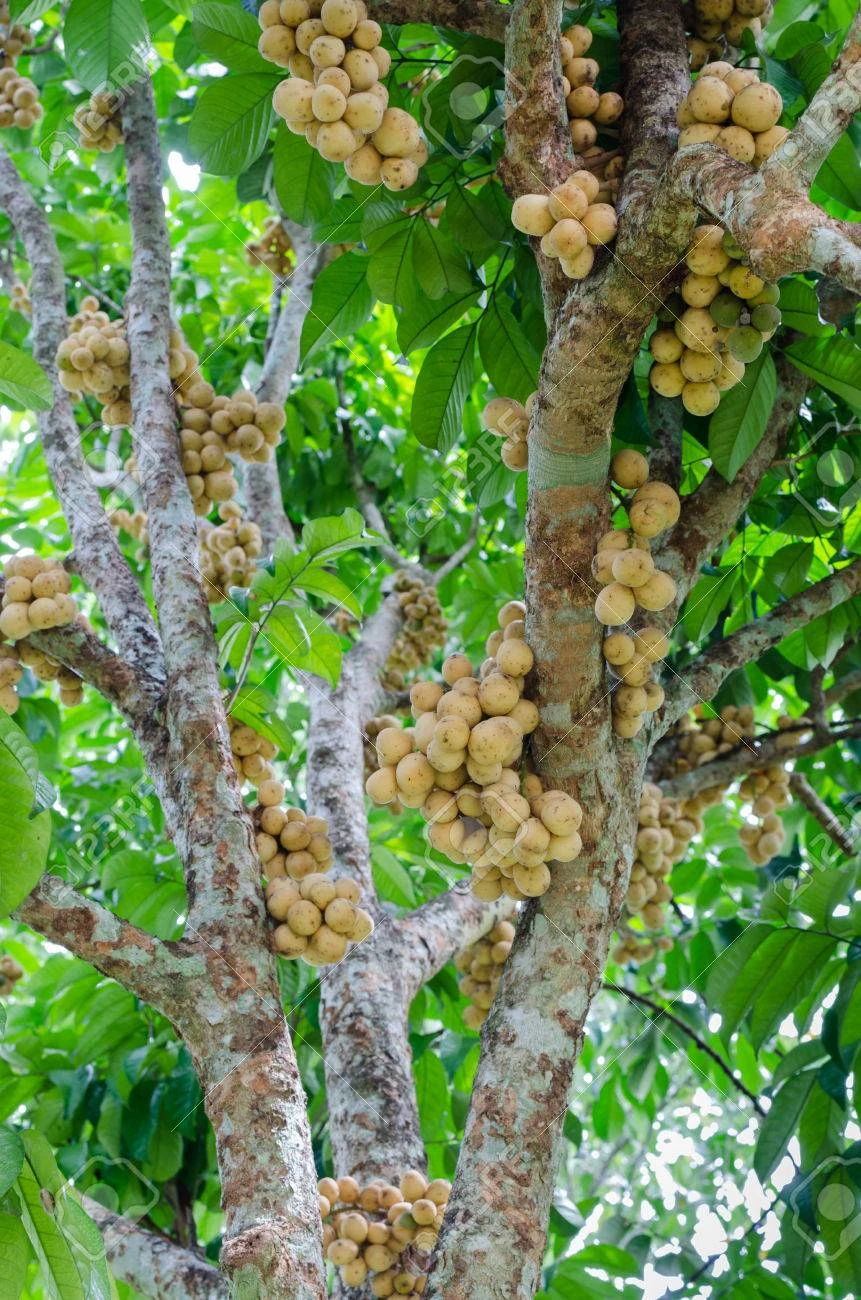 Λανγκσάτ | Edible Plants Wiki | Fandom