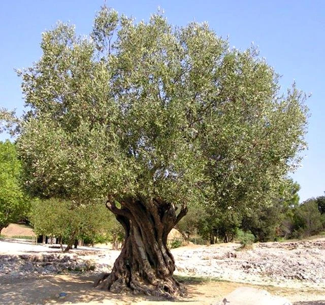 Ελιά | Edible Plants Wiki | Fandom