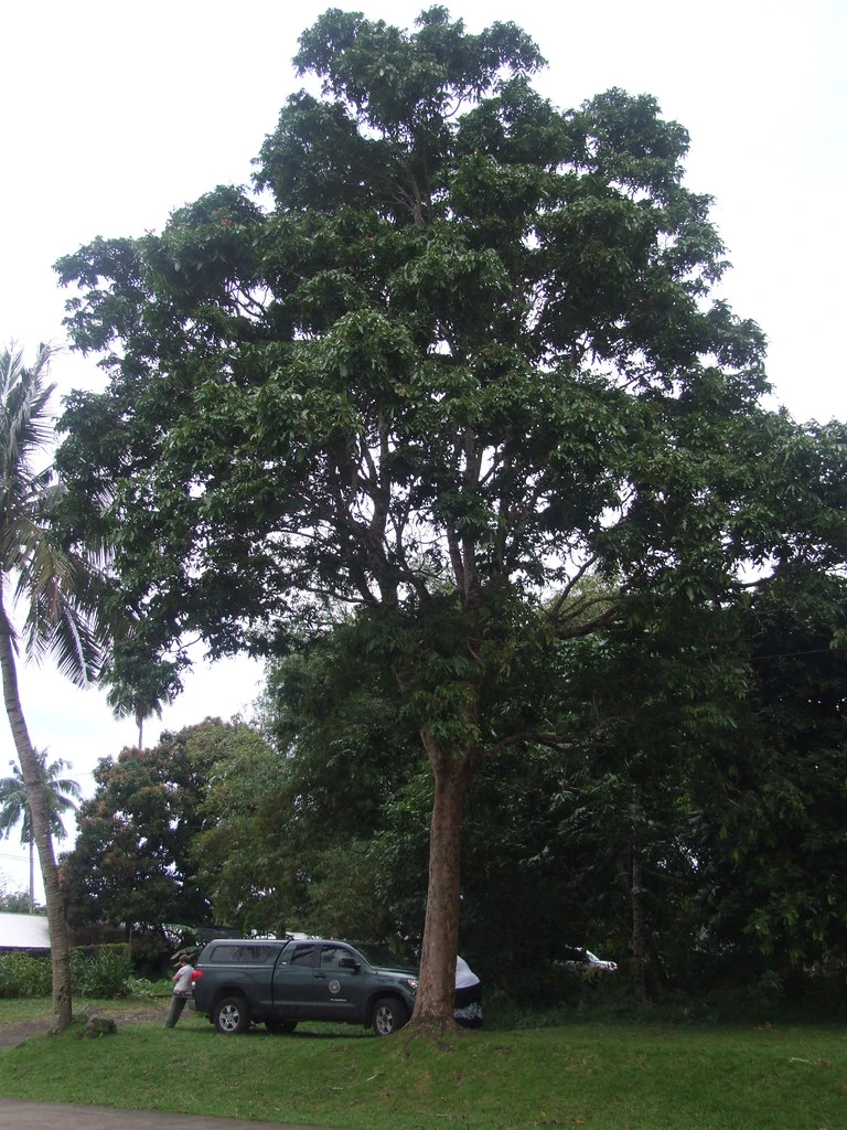 Island Lychee | Edible Plants Wiki | Fandom