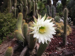 Golden Torch Cactus | Edible Plants Wiki | Fandom