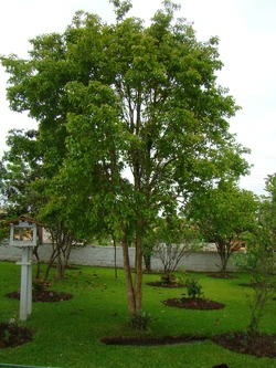 Guabiroba | Edible Plants Wiki | Fandom