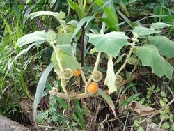 Toronjo | Edible Plants Wiki | Fandom