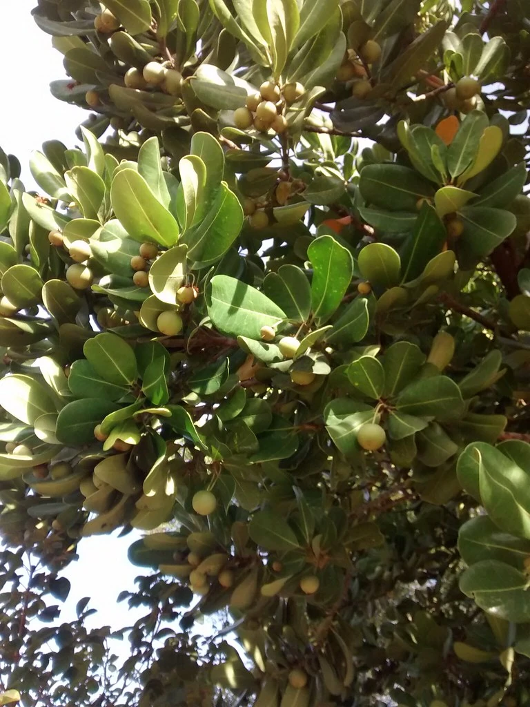 Μάμι | Edible Plants Wiki | Fandom