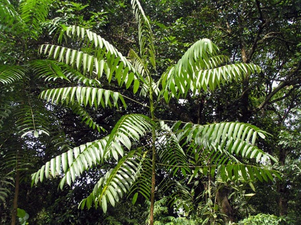 Κεράμου | Edible Plants Wiki | Fandom