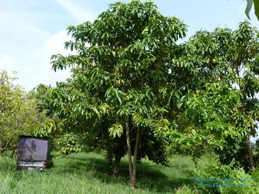 Ενγκαλάκ | Edible Plants Wiki | Fandom