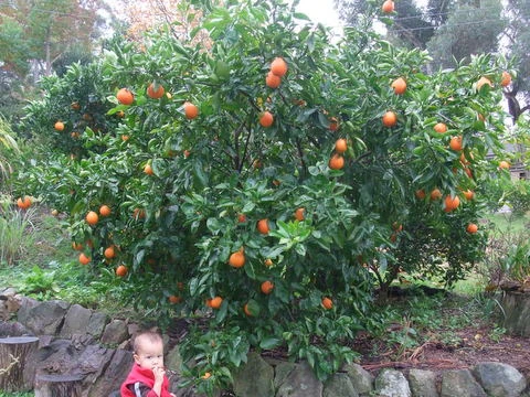 Tangelo | Edible Plants Wiki | Fandom