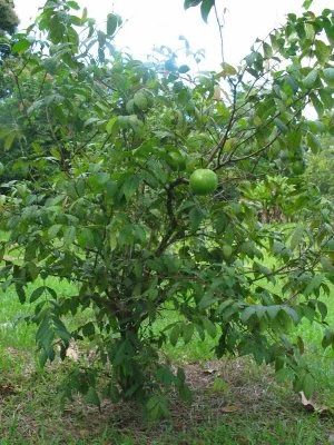 Araza | Edible Plants Wiki | Fandom