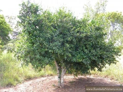 Kei Apple | Edible Plants Wiki | Fandom