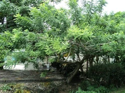 Jocote | Edible Plants Wiki | Fandom