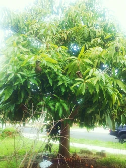 Kalimantan Mango | Edible Plants Wiki | Fandom
