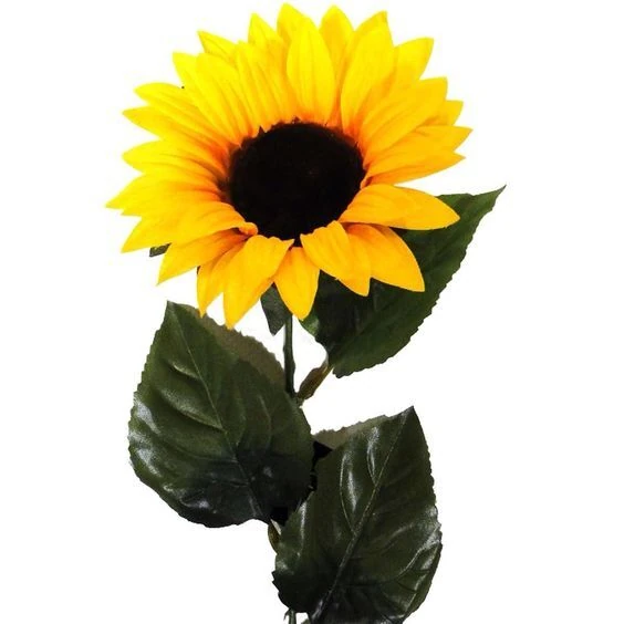 50 Centimeter Sunflower | Electric Dragon Productions Wiki | Fandom