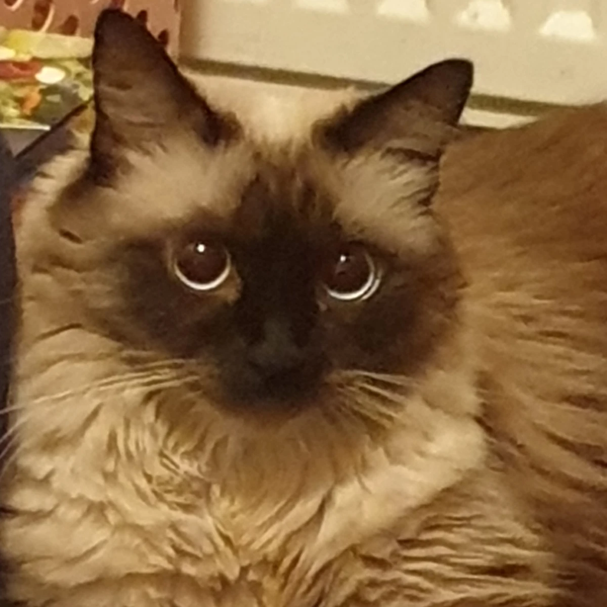 Milly | Edu Pintilie Wiki | Fandom