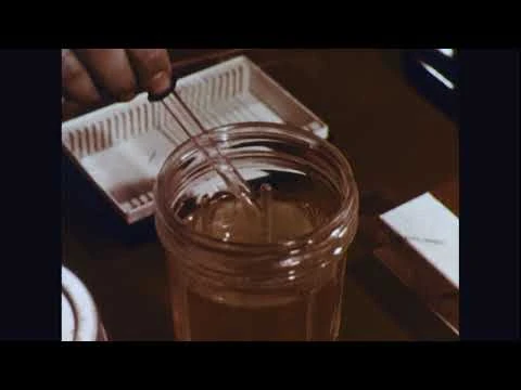 The Fresh Water Pond | Educational Film Wiki | Fandom