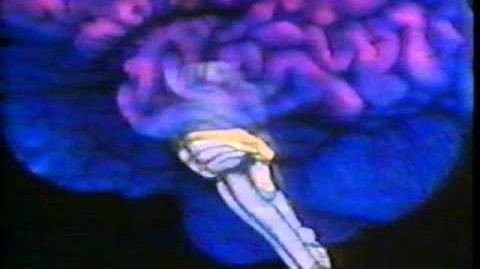 The Human Brain | Educational Film Wiki | Fandom