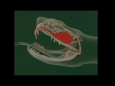 Snakes (Second Edition) | Educational Film Wiki | Fandom