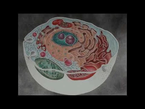 Cell Biology: The Living Cell | Educational Film Wiki | Fandom
