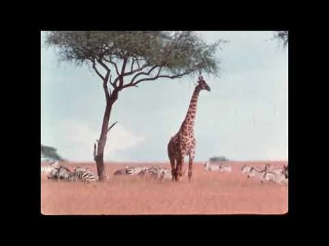 Giraffe | Educational Film Wiki | Fandom