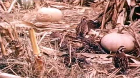 Bobwhite Through The Year | Educational Film Wiki | Fandom