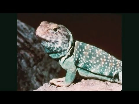 Reptiles | Educational Film Wiki | Fandom