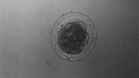 Development Of The Rabbit Ovum | Educational Film Wiki | Fandom