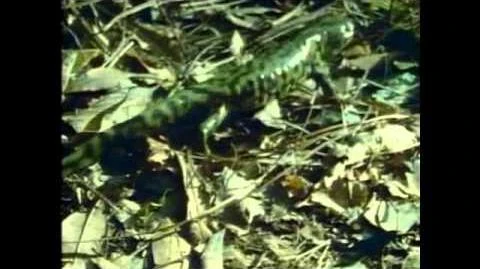 How Animals Get Ready For Winter | Educational Film Wiki | Fandom