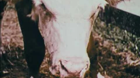 Radiation Effects On Farm Animals | Educational Film Wiki | Fandom