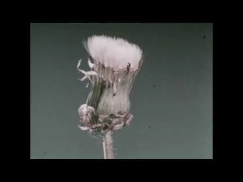 Flowers: Structure And Function | Educational Film Wiki | Fandom