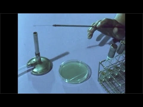 Bacteria | Educational Film Wiki | Fandom