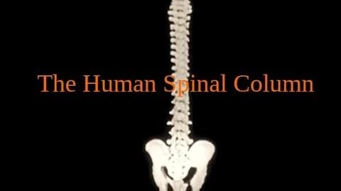 The Spinal Column: Structure And Function In Man | Educational Film ...